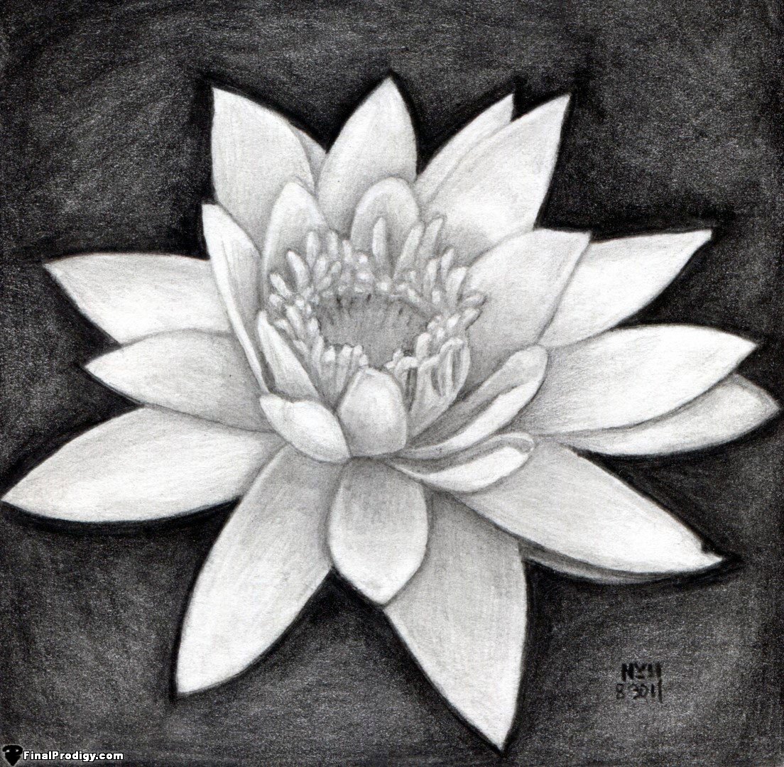 How To Draw A Water Lily FinalProdigy